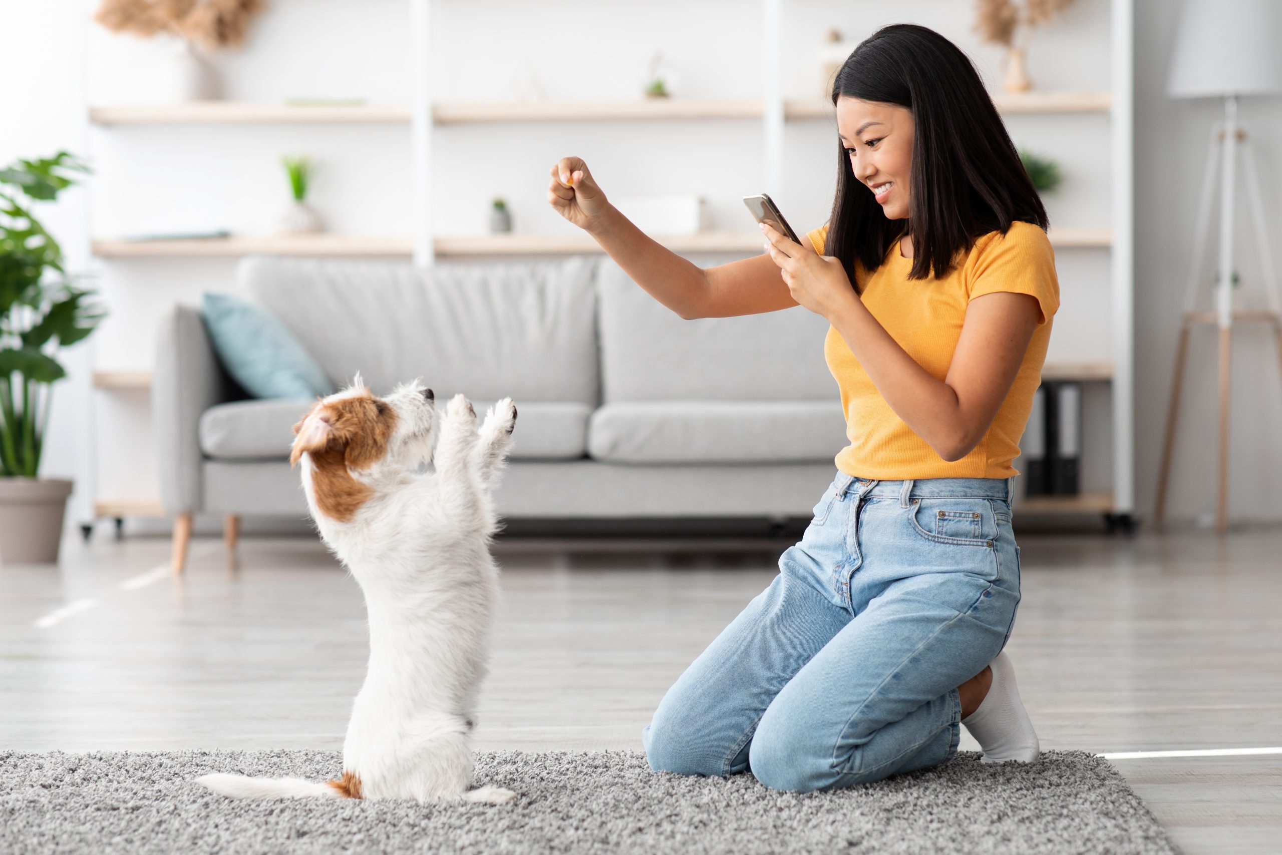 From Sit To Stay: The Best Puppy Training Classes For Basic Commands ...