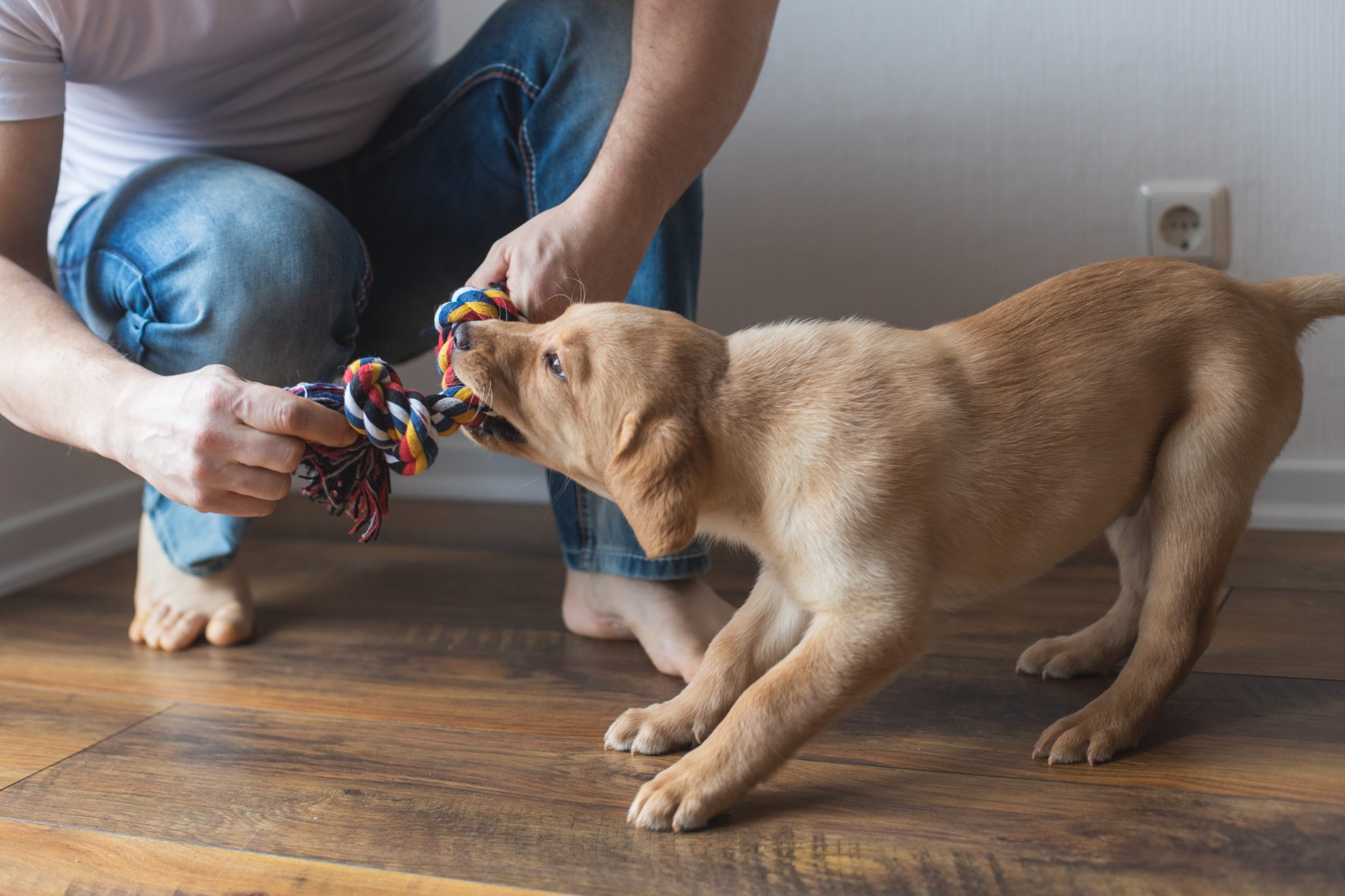 From Sit To Stay: The Best Puppy Training Classes For Basic Commands ...